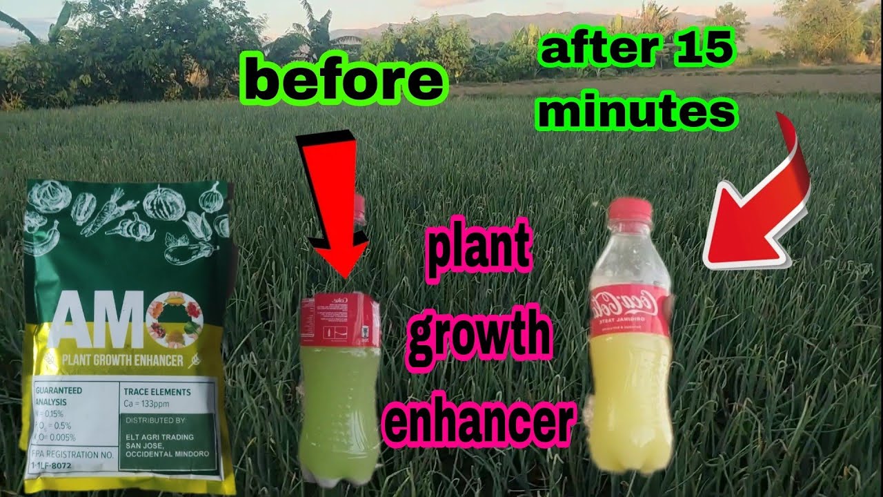 Magiispray Tayo Ng AMO Plant growth Enhancer Pampaganda Ng mga Tanim ...