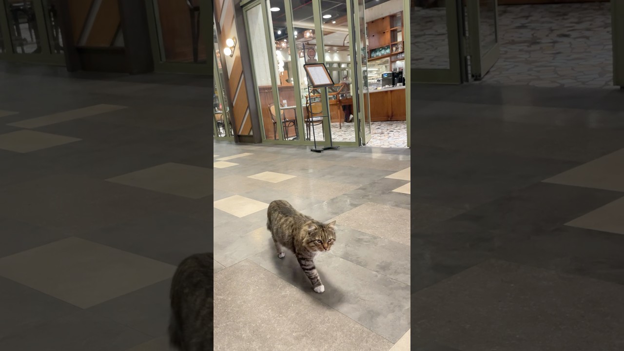 Cat mall 🐈🇹🇷 #cute #shorts #trending - YouTube