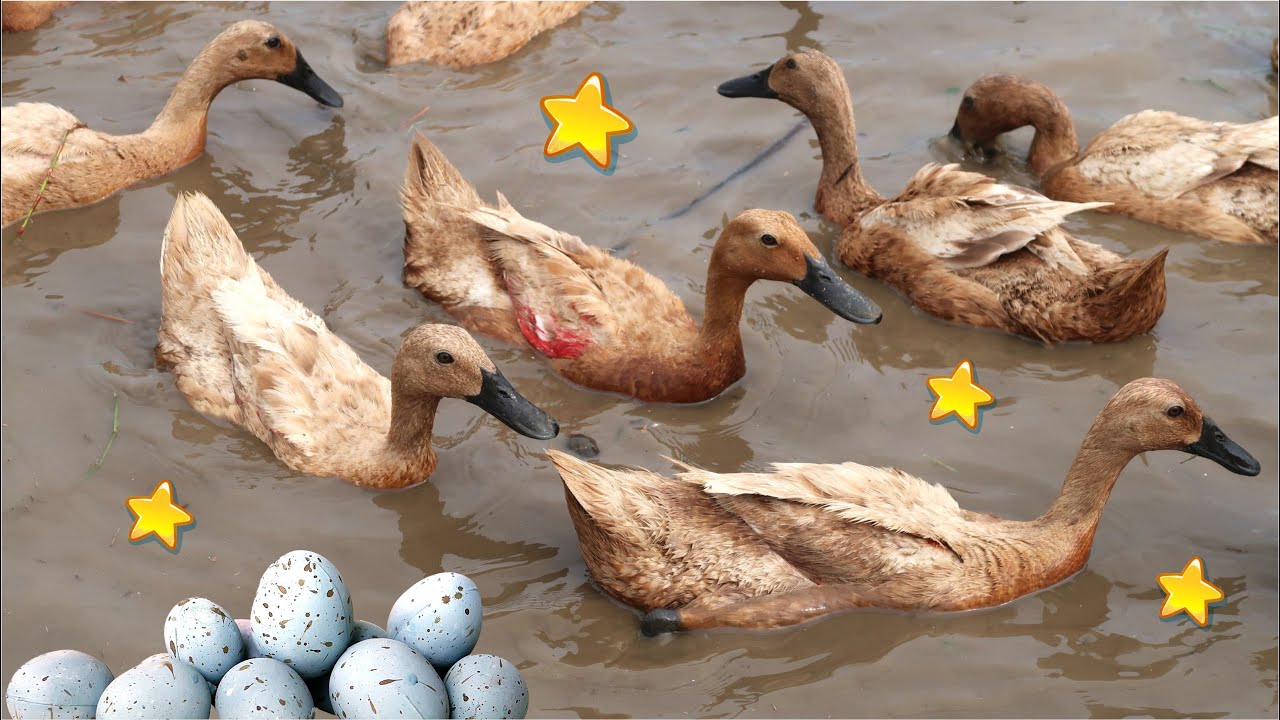 Bebek Berenang Di Sungai Kali Kolam Air Sawah Mandi Di Kali Lagu Bebek ...