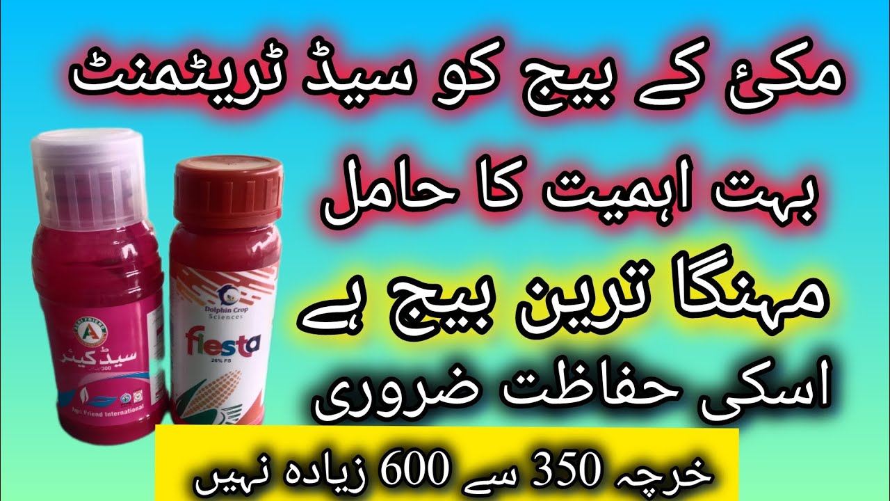 Best Seed treatment for Maize | How to improve maize seed germination ...