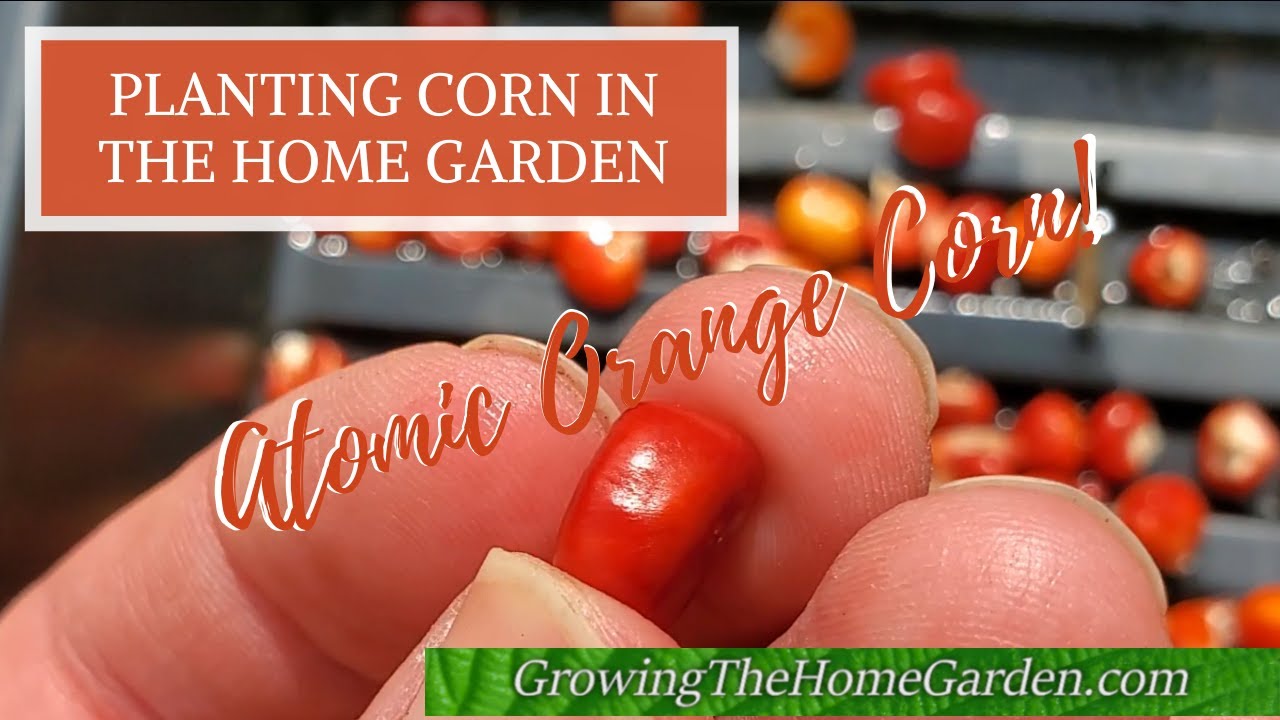 Planting Atomic Orange Corn in the Home Garden - YouTube