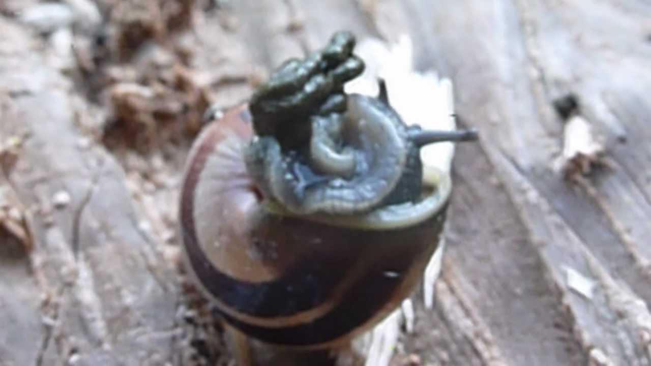 Snail looking out of its shell sped up 3 times - YouTube