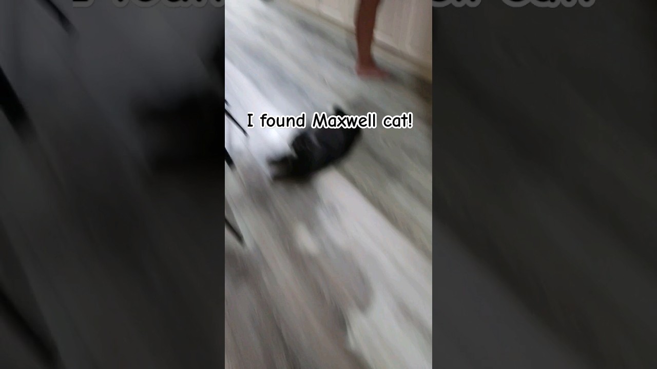 Maxwell cat in real life: - YouTube