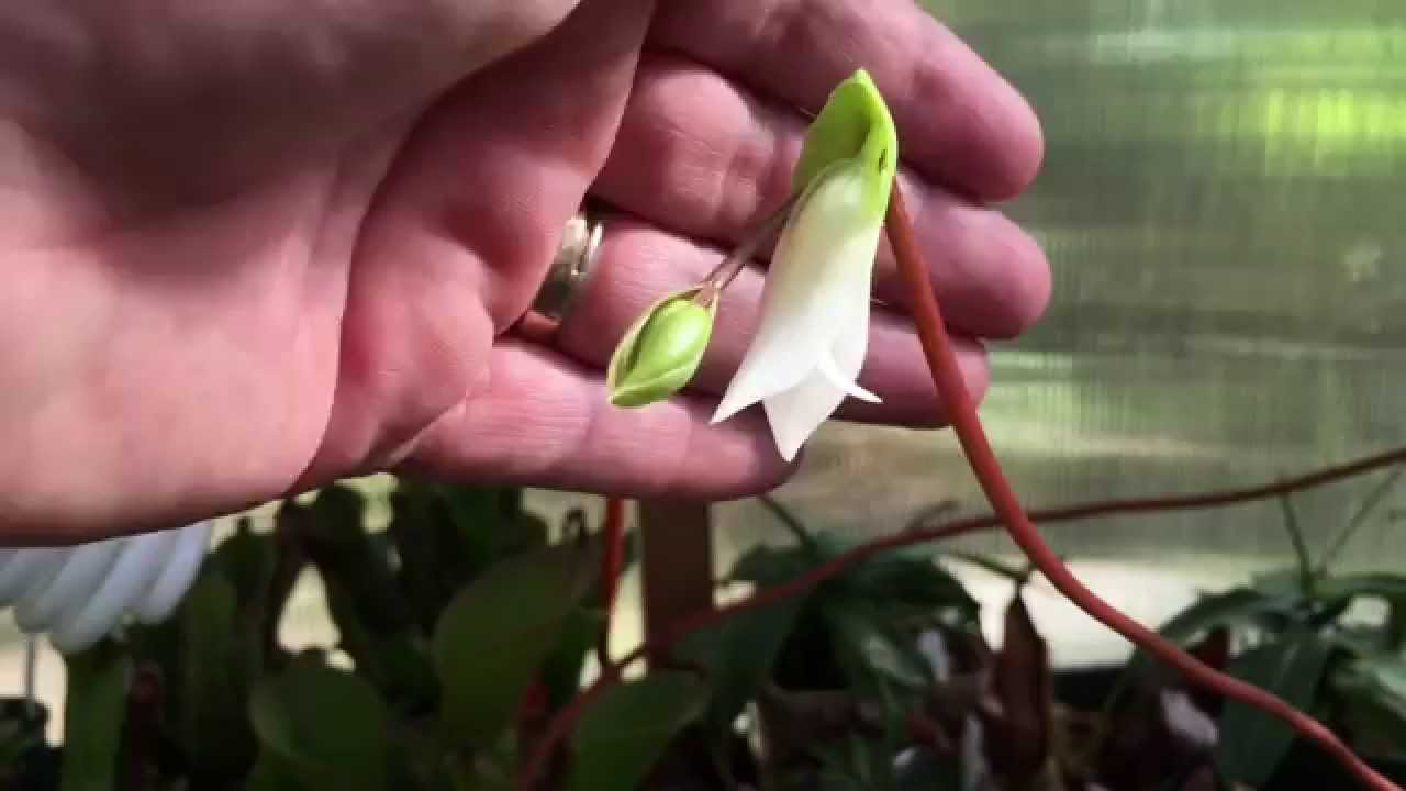 HOW TO POLLINATE HELIAMPHORA CARNIVOROUS PITCHER PLANT FLOWERS - YouTube