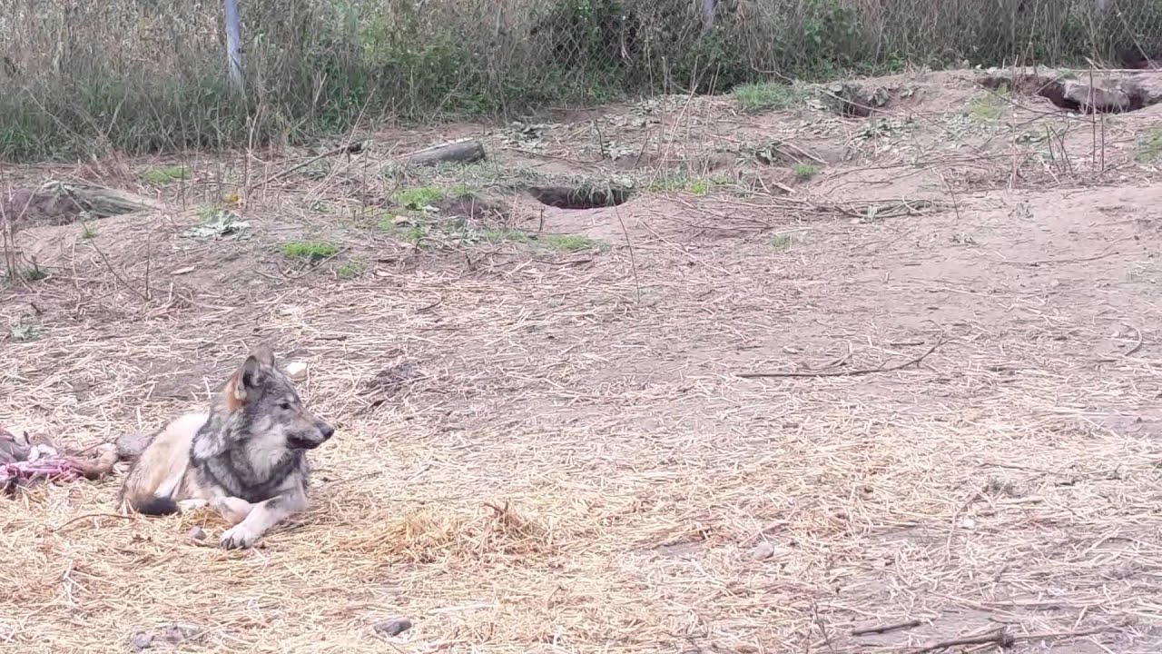 Howling Wolf Pups and Adults - YouTube