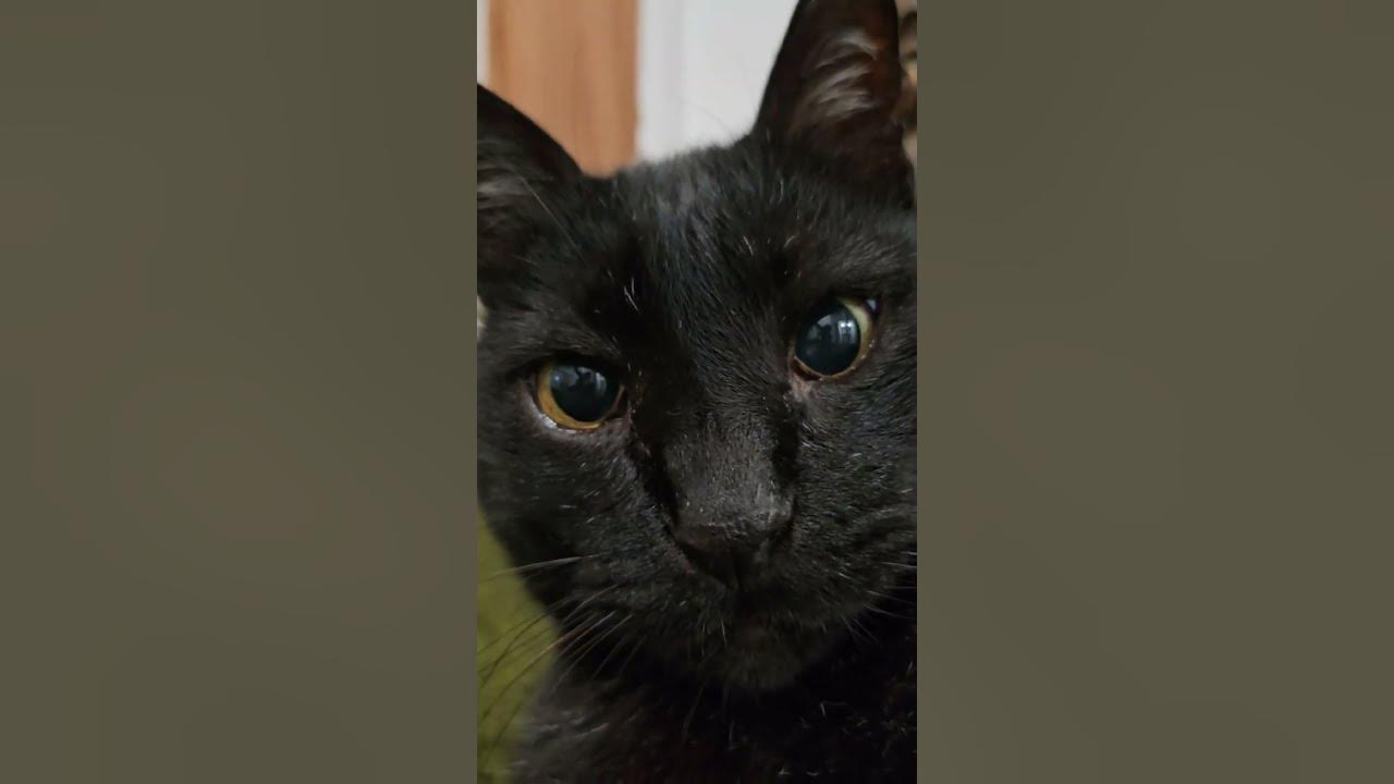 Catnip Addiction! - YouTube