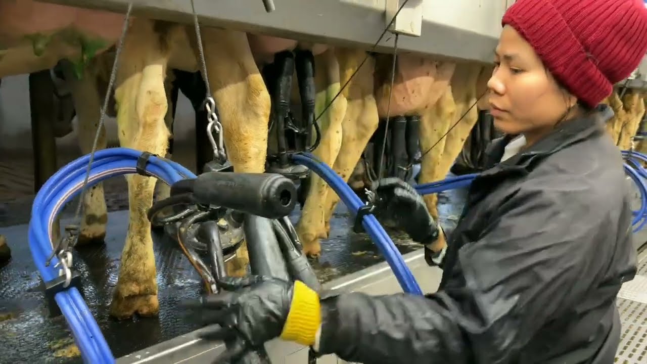 Pretty Girls Milk Biggest Cows Amazing Modern Agricultural Machinery ...