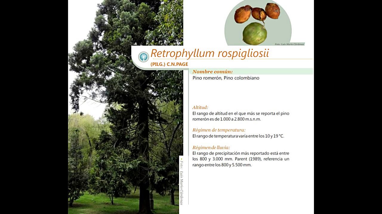 Video Fisiologia Vegetal - Ingeniería Forestal - Retrophyllum ...