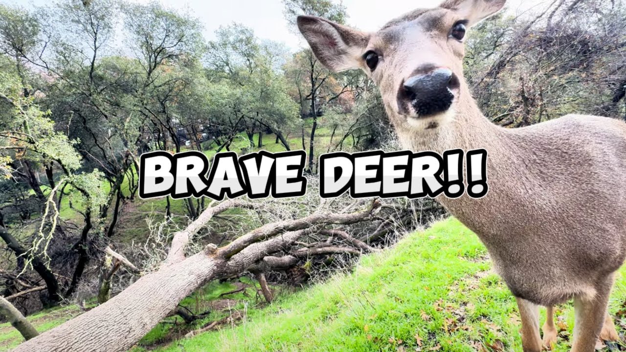 Brave deer not afraid of being near people. - YouTube
