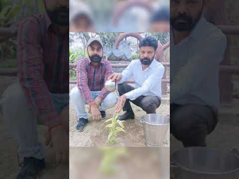 podha ropan kar de hoye MSG Di Aane ki khusi ch Mansa Di sandh sangat 👍 ...