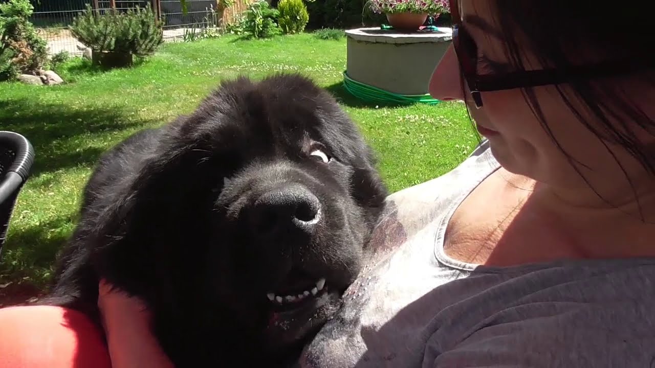 Do Newfoundland Dogs Like To Cuddle