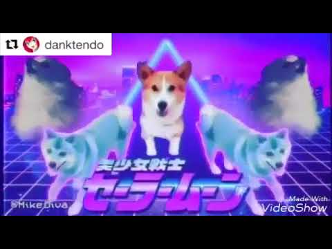 dank Doggo Memes compilation - YouTube