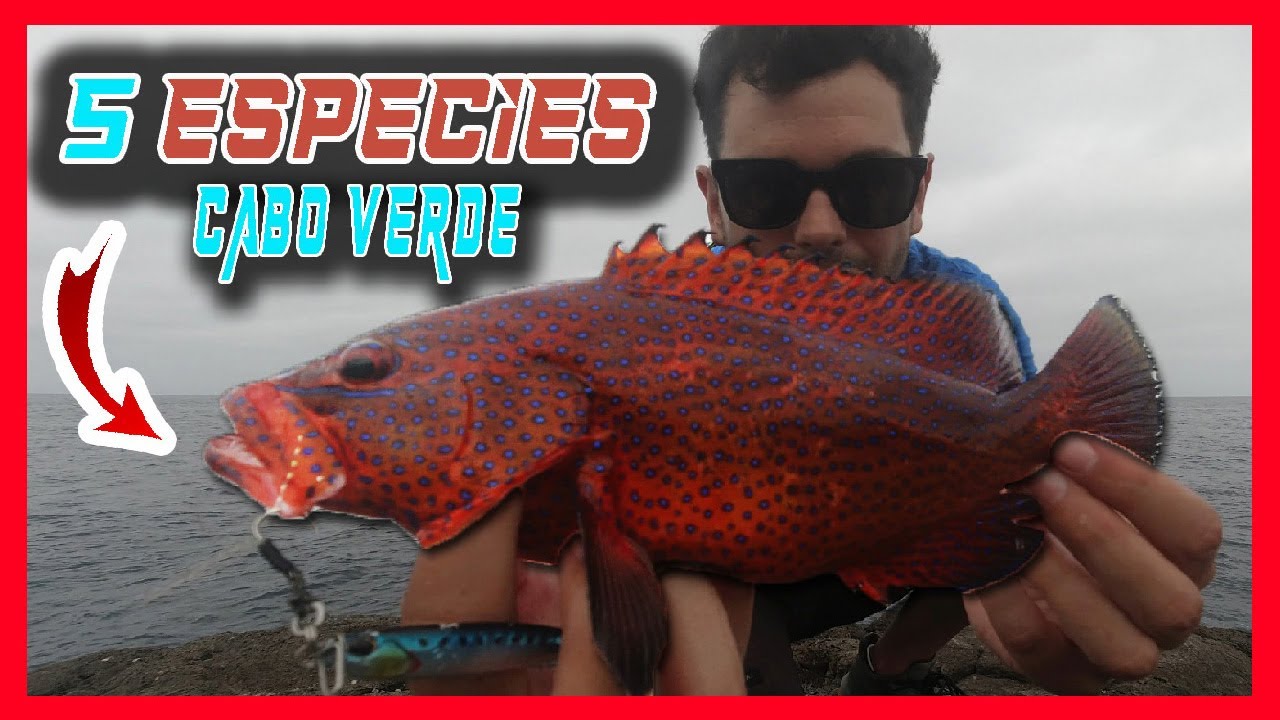 SPINNING con JIGs 🐡 PEZ GLOBO, PEZ TROMPETA, GAROUPA… con la CAÑA ROTA ...