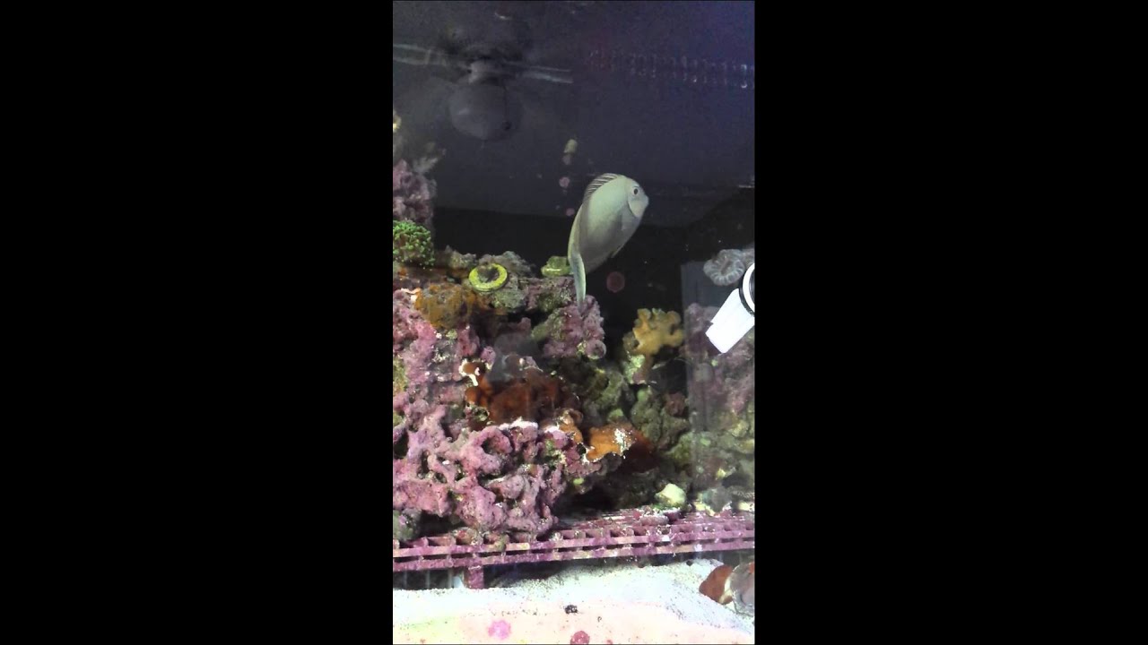 New tang :-) - YouTube