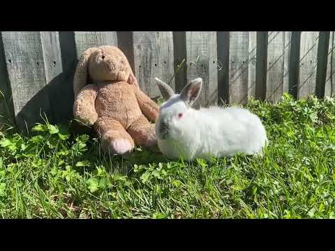 Myxomatosis in rabbits