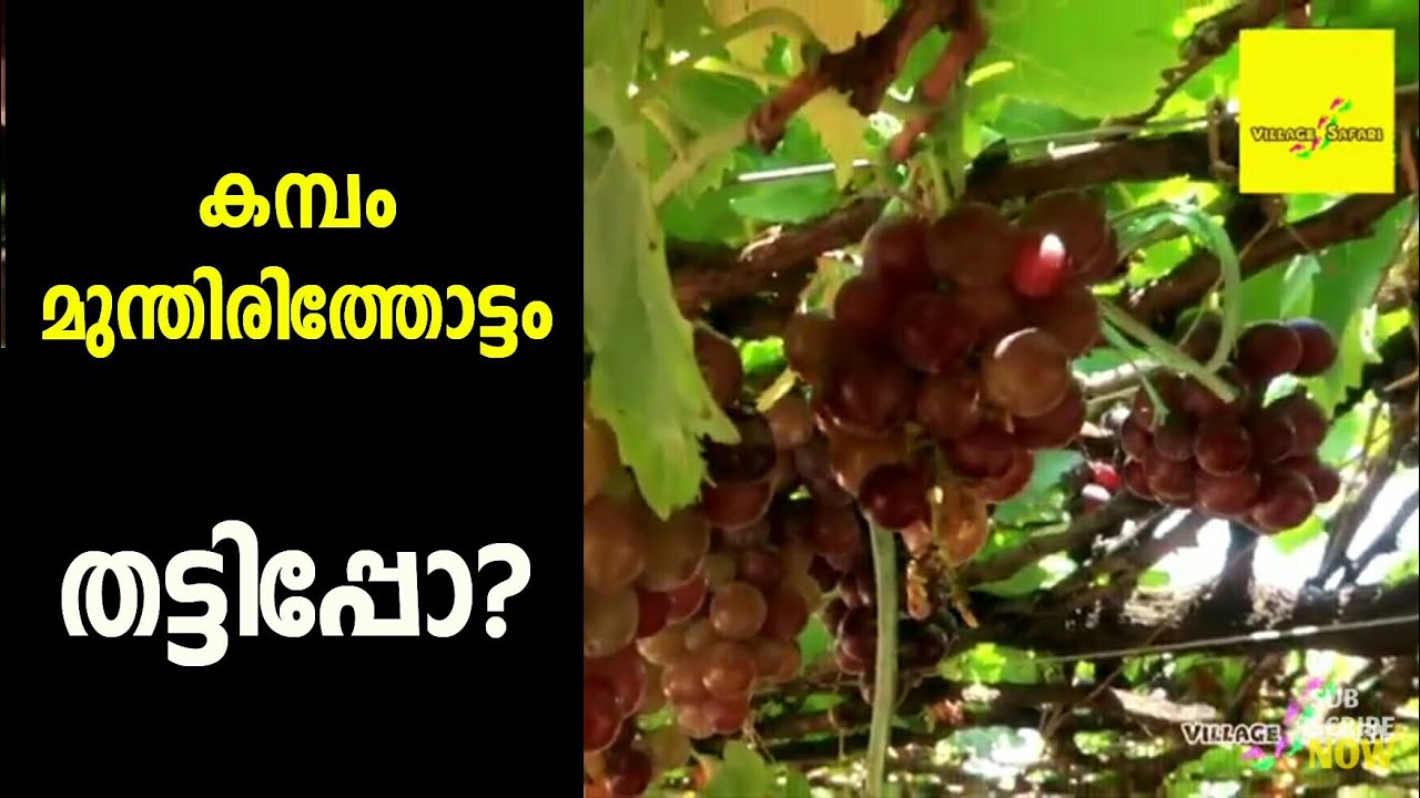 കമ്പത്തെ മുന്തിരി തോട്ടം | Grape Valley in Kambam | Kambam munthiri ...