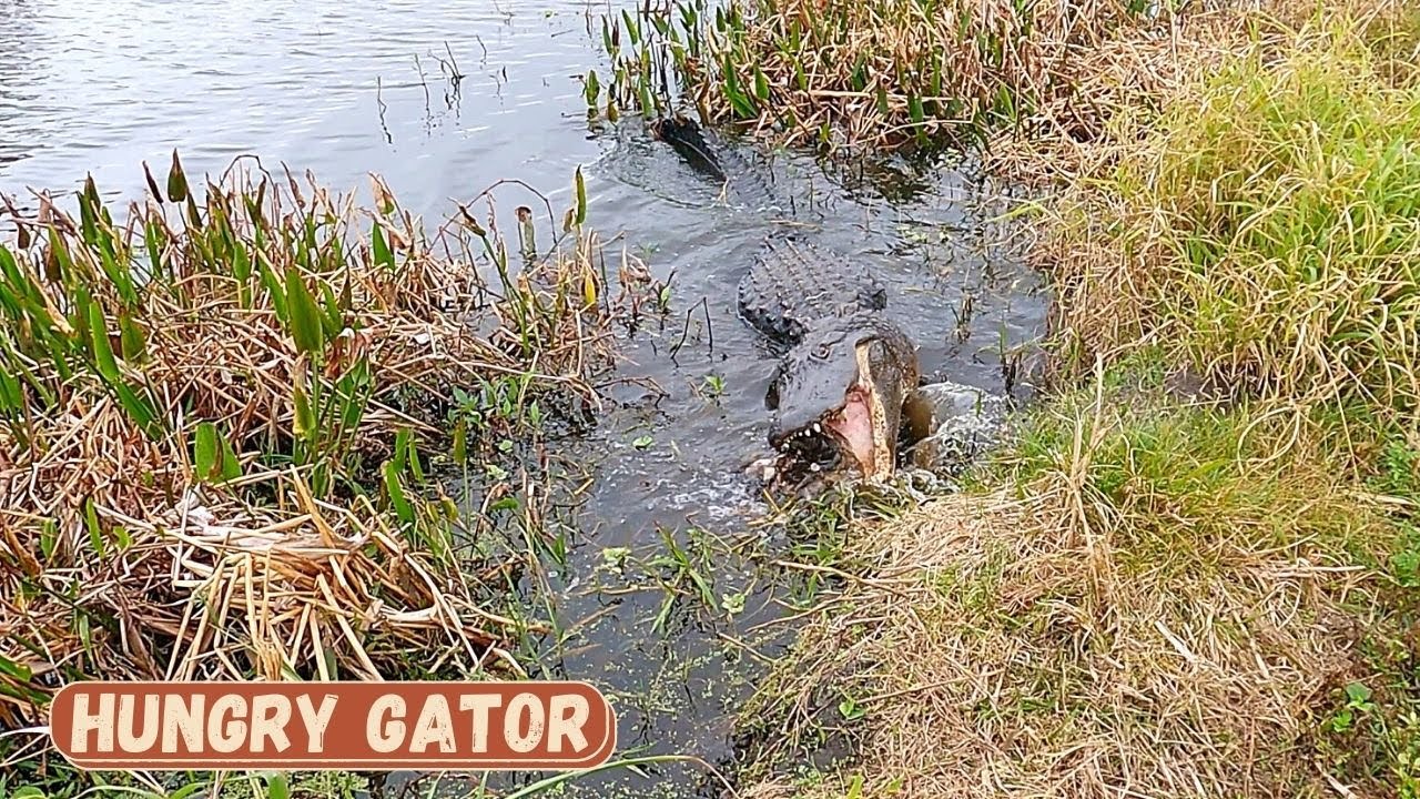 Wild Alligator Eating A Turtle! - YouTube
