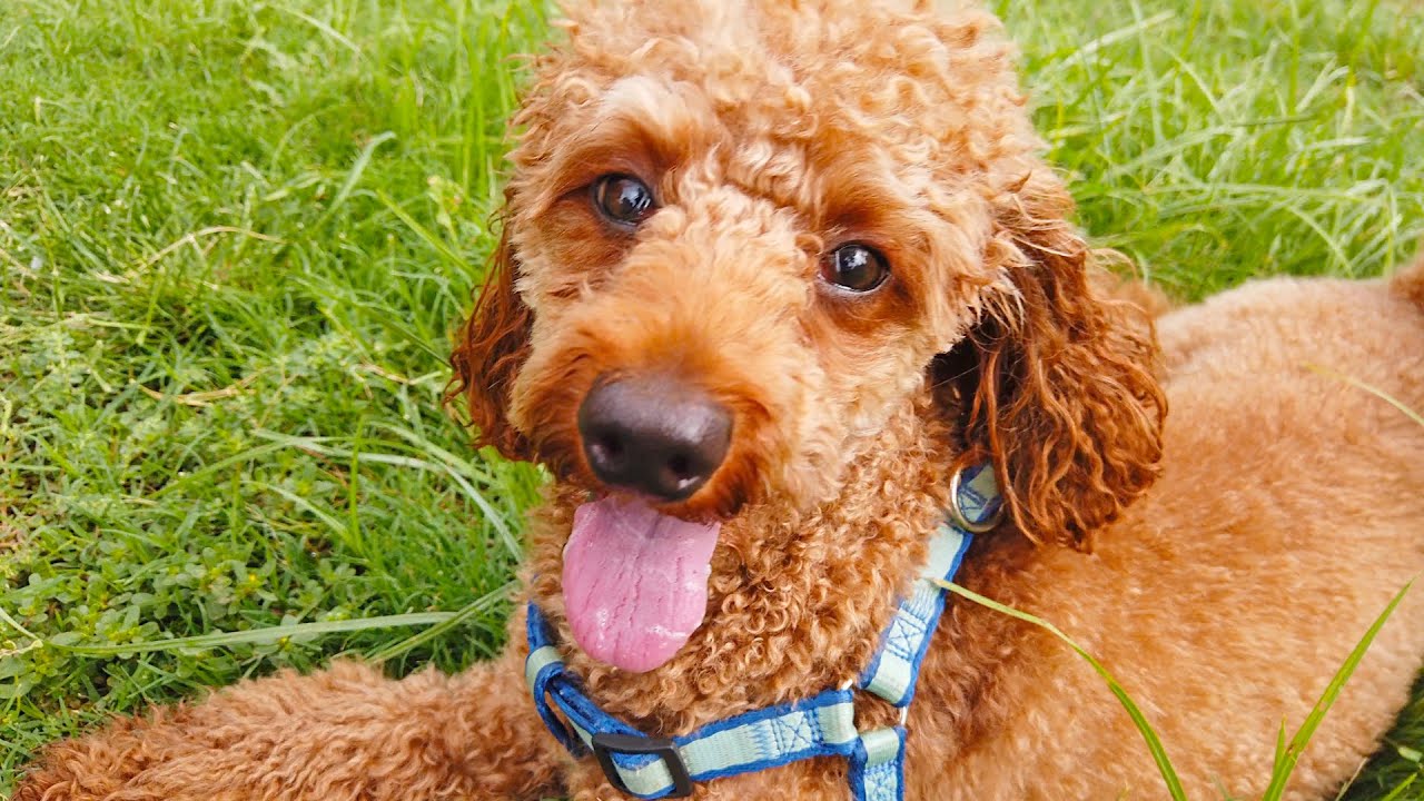 Cute Poodle Charlie on a walk - YouTube
