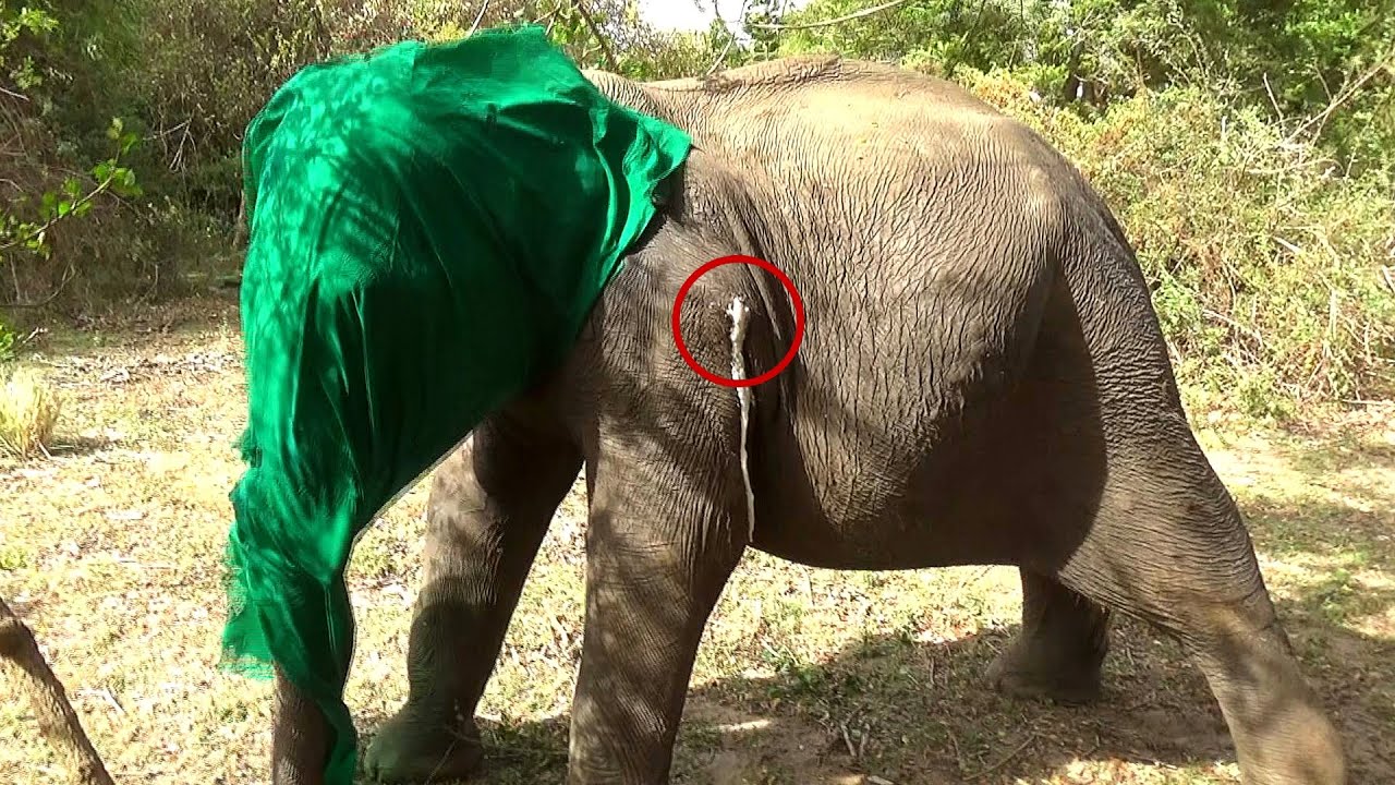 Shocking Relief! Watch How PUS REMOVAL instantly ends elephant’s ...