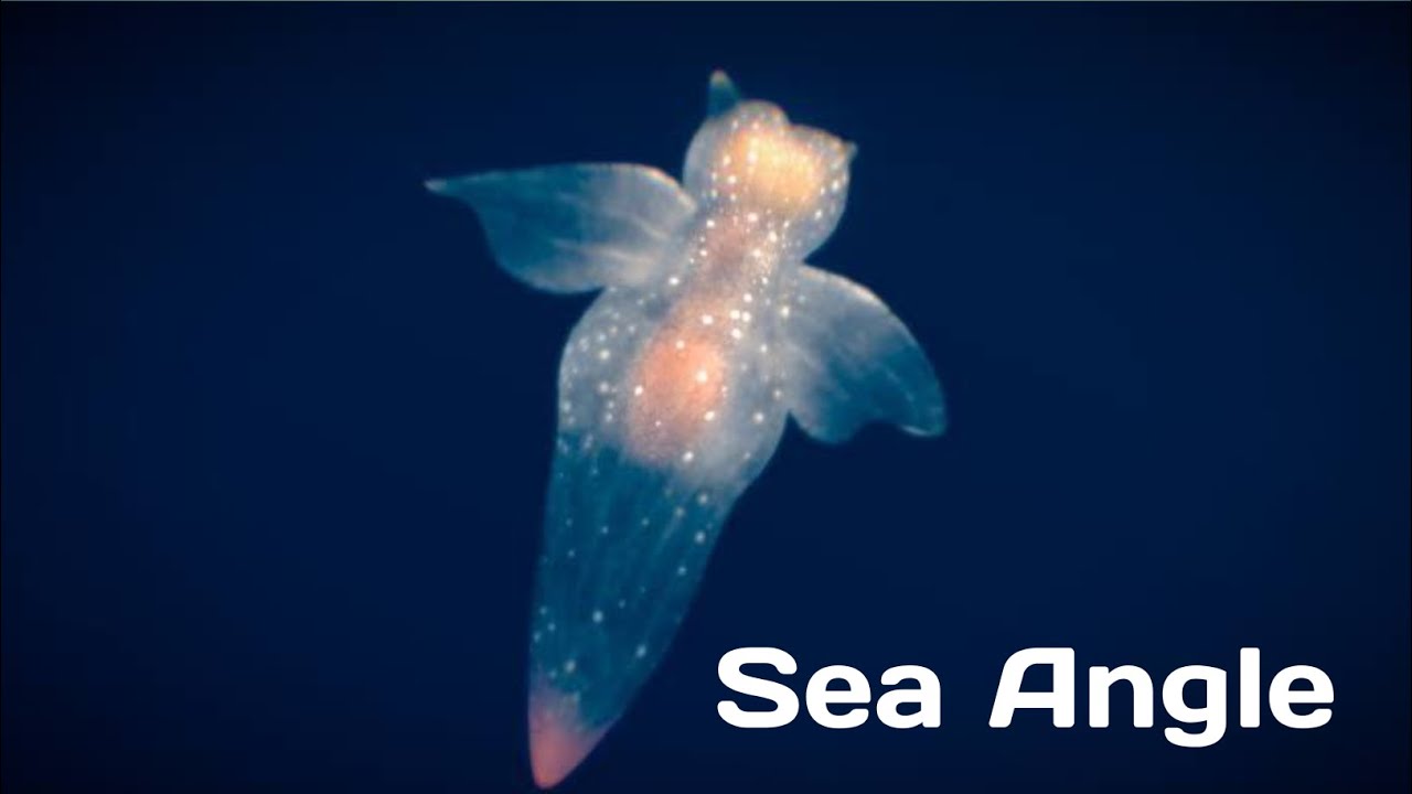 Sea Angle!! Amazing facts about sea Angel !!#mscbotany #amazing # ...