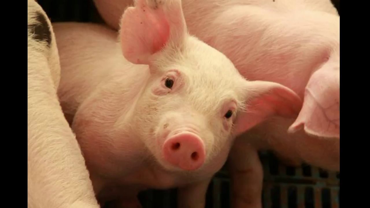 Som de porco feliz - YouTube