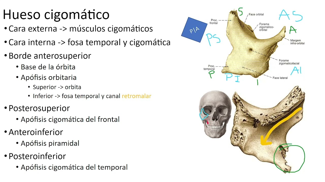 Anatomía Del Arco Cigomático 158 Resultados De Imágenes, Fotos De