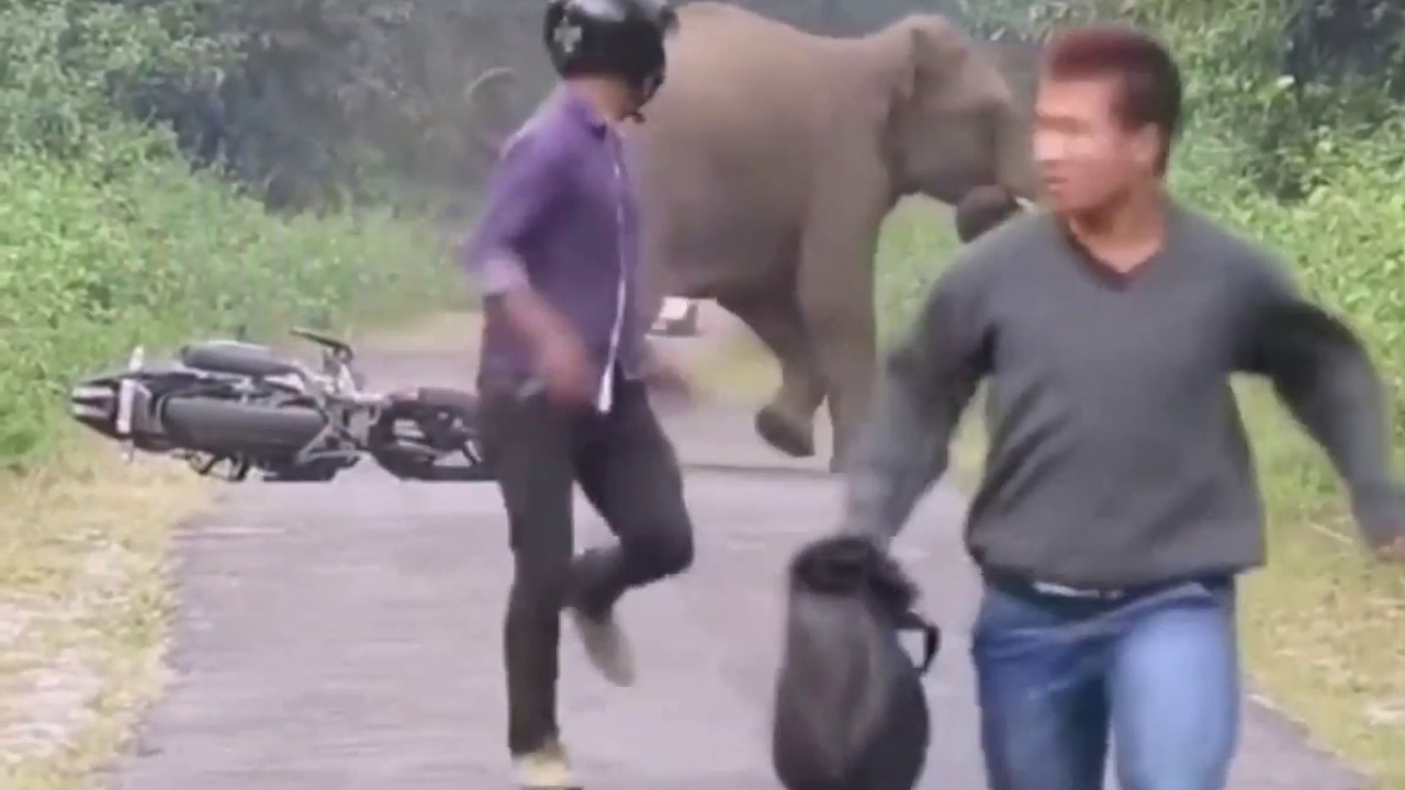 10 top kelakuan hewan yang mengejutkan kan - YouTube