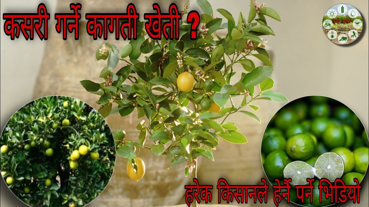 🔴 कागती खेती गर्ने तरिका//🔵 Kagati kheti garne tarika // Lemon plant in ...