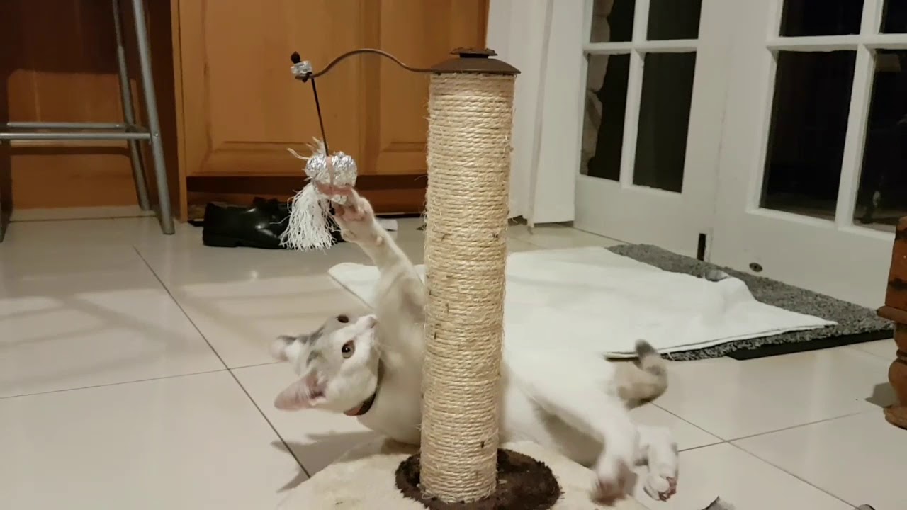 JJ cat is playing with her new toy - YouTube