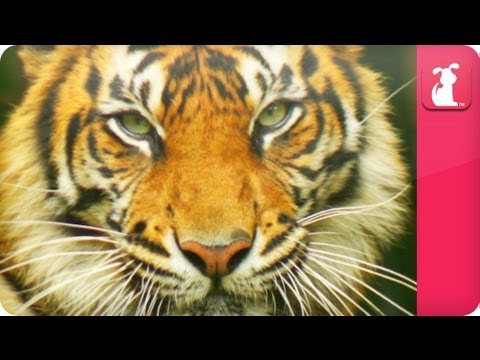 Bindi & Robert Irwin feature - Tiger (Bashii) - Growing Up Wild