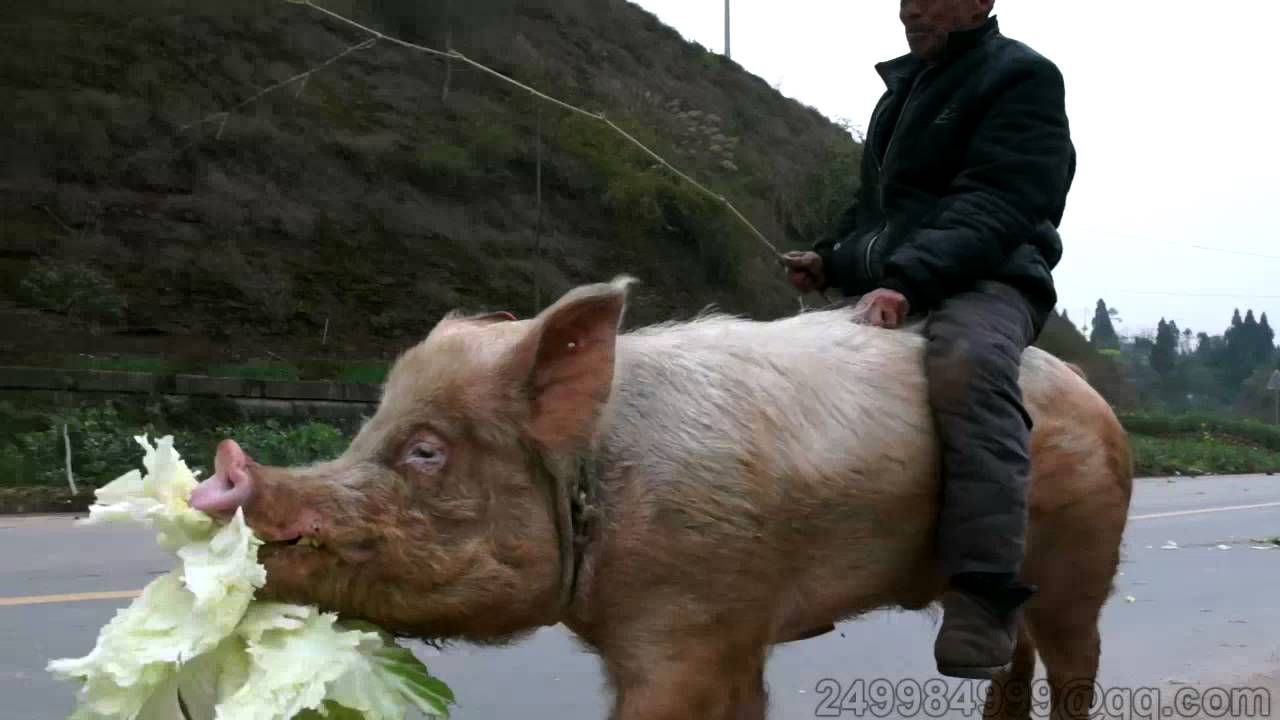 Chinese old farmer "riding a pig" shopping 中国老农民"骑猪"逛街 路人开车追拍 - YouTube