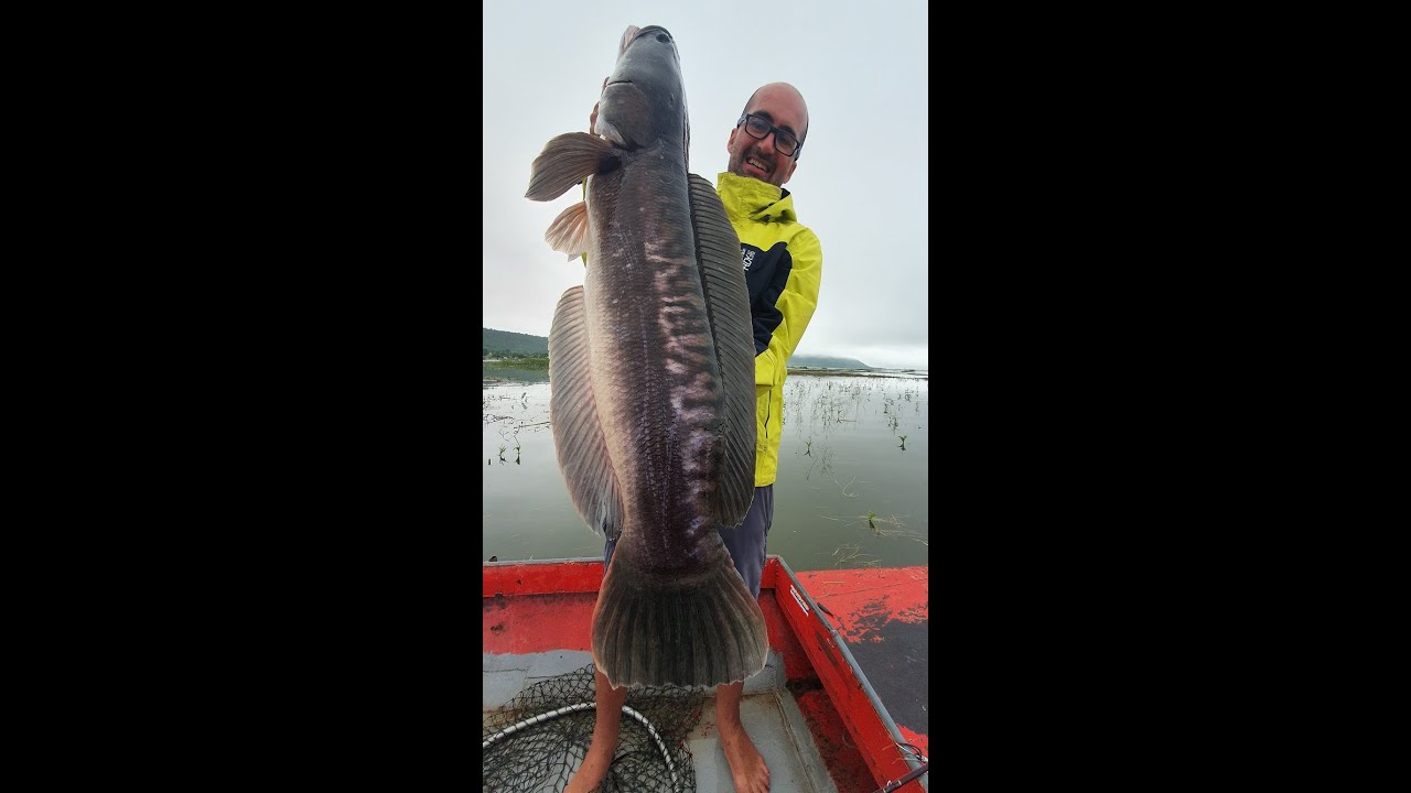 Fishing Video Giant Snakehead Toman Chado Fishing Thailand 2022- BKKGUY ...