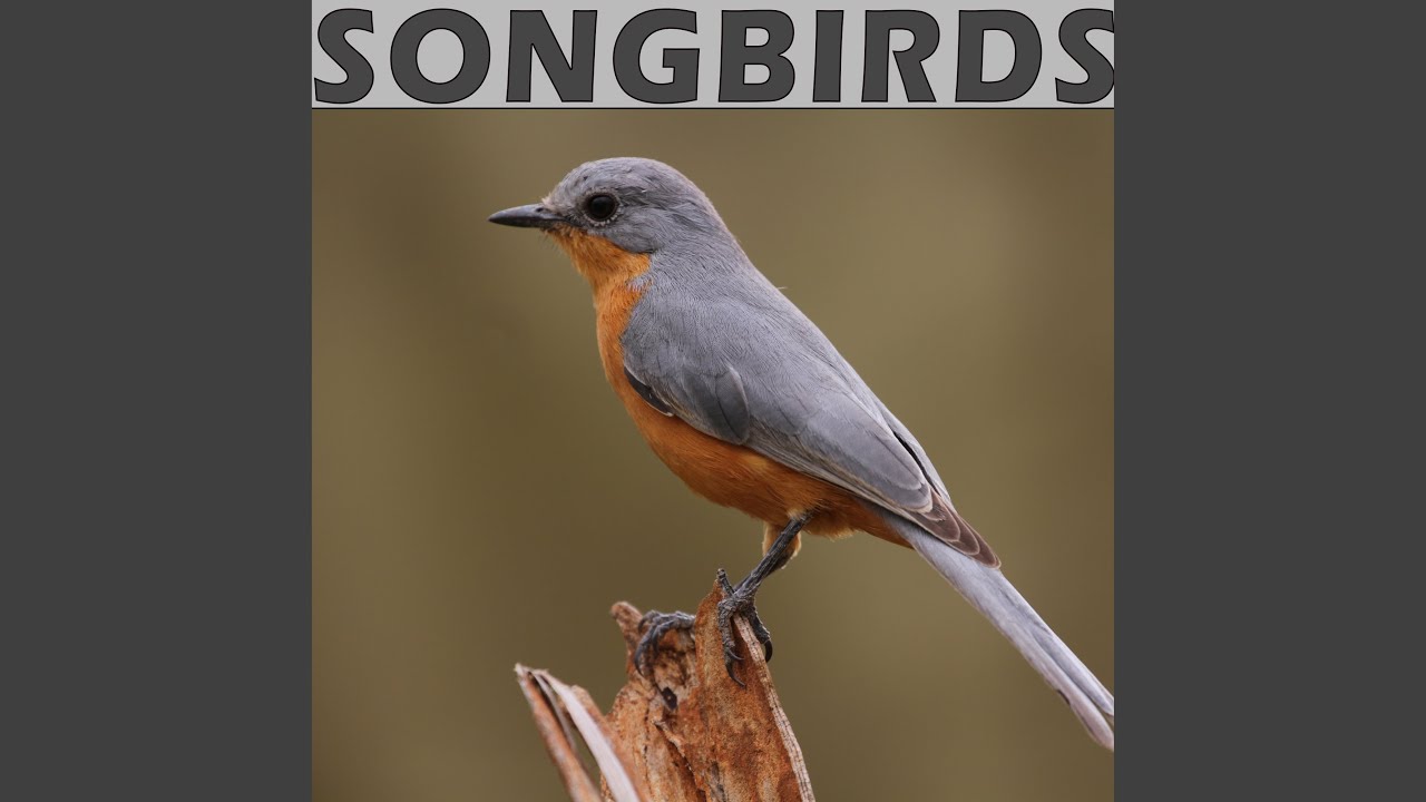 Black-Headed Bunting - YouTube