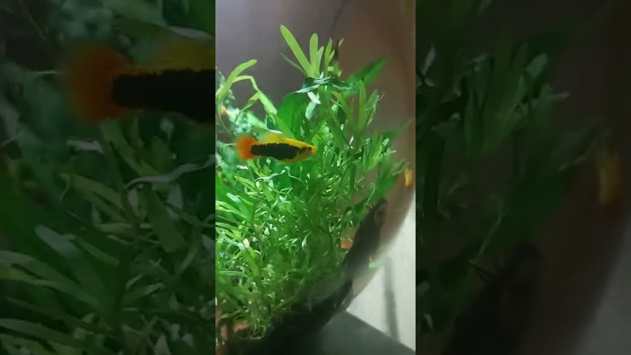 Bearded Pleco in Biorb Fishtank Update! 2022 - YouTube