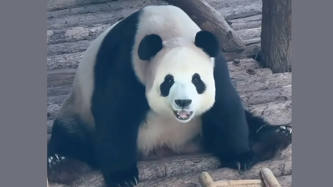 Panda Fei Yun is Back to Work with Adorable Moments #panda #feiyun # ...