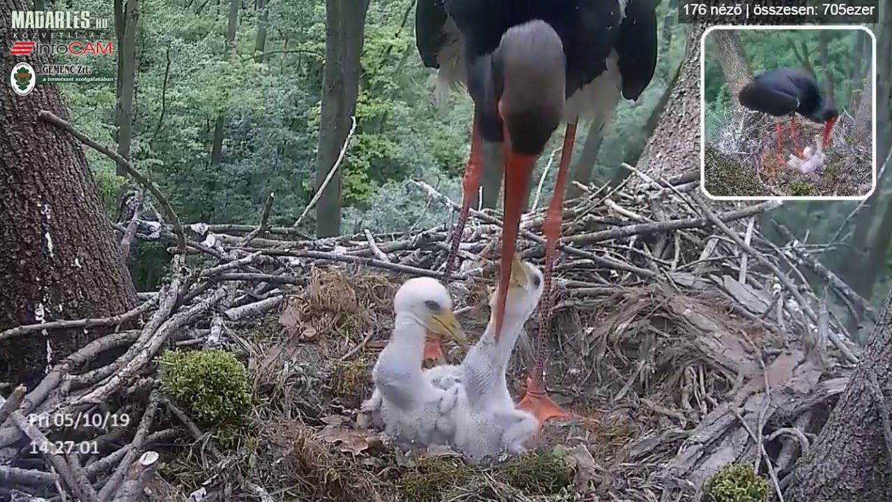Hungarian Black Storks - Feeding 10.05.2019. 14:26 - YouTube
