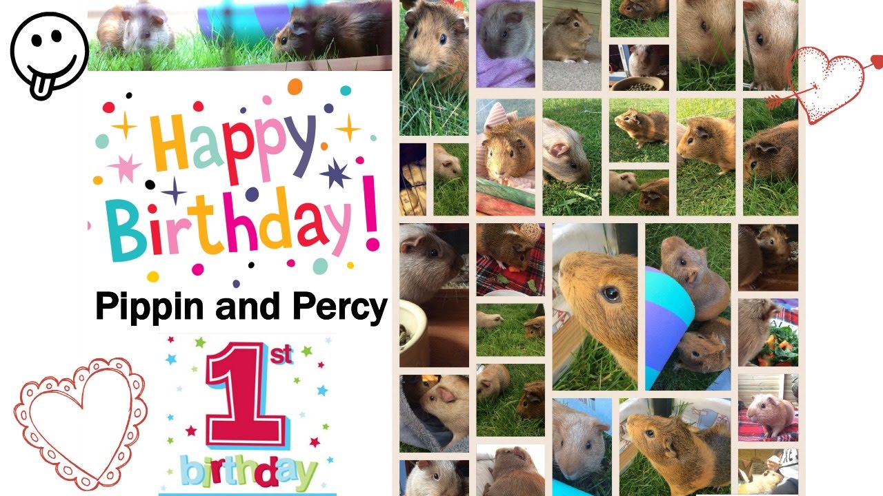 💙Happy birthday Pippin & Percy💙 - YouTube