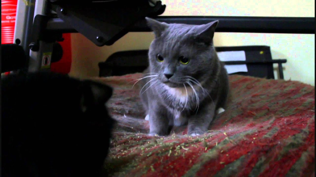 Bobby the Cat - YouTube