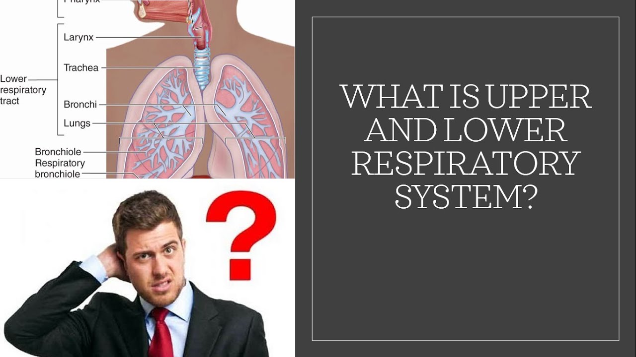 Lower and Upper Respiratory system, their function and diseases at a ...