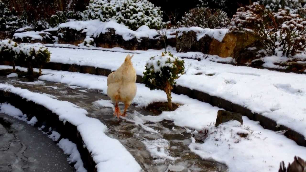 Hens in the snow - YouTube