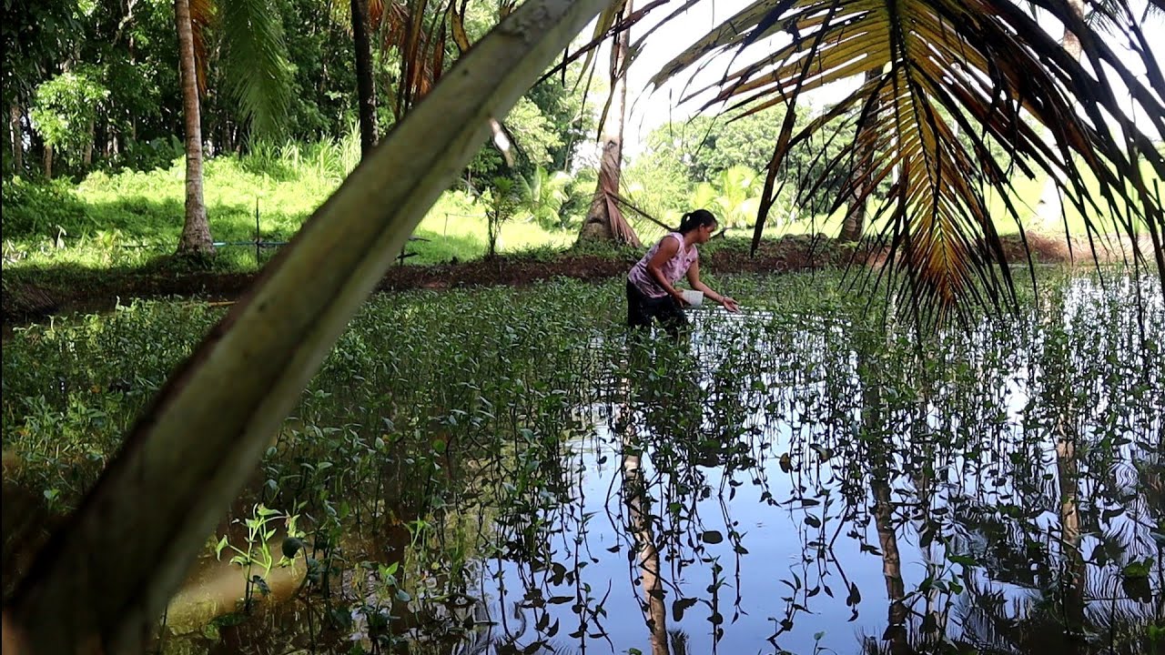 Igi sa taramnan / Fresh Water Snail - YouTube