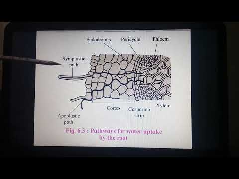 Apoplast, symplast path of water across Root - YouTube