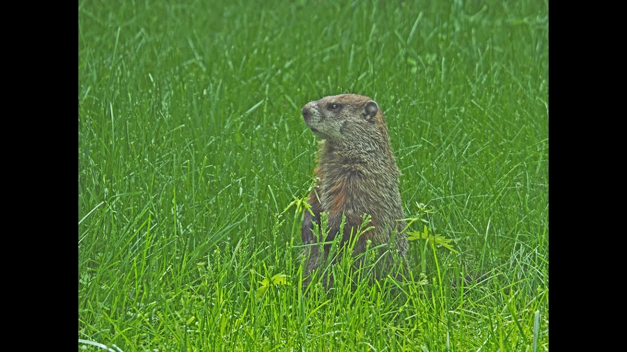Ask a Marmot movie - YouTube