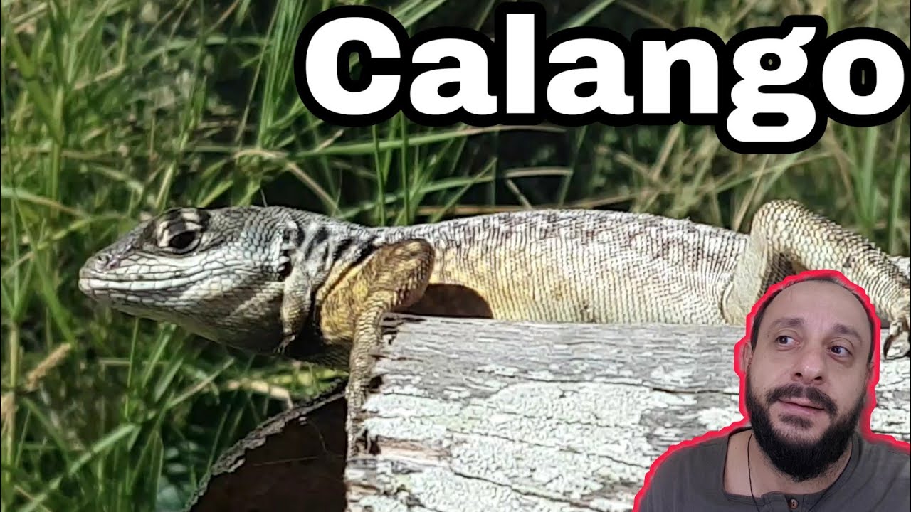 Calango! Lagarto Tropidurus torquatus - YouTube