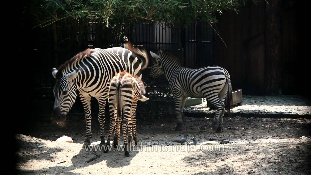 Imagine - Zebras in India! - YouTube