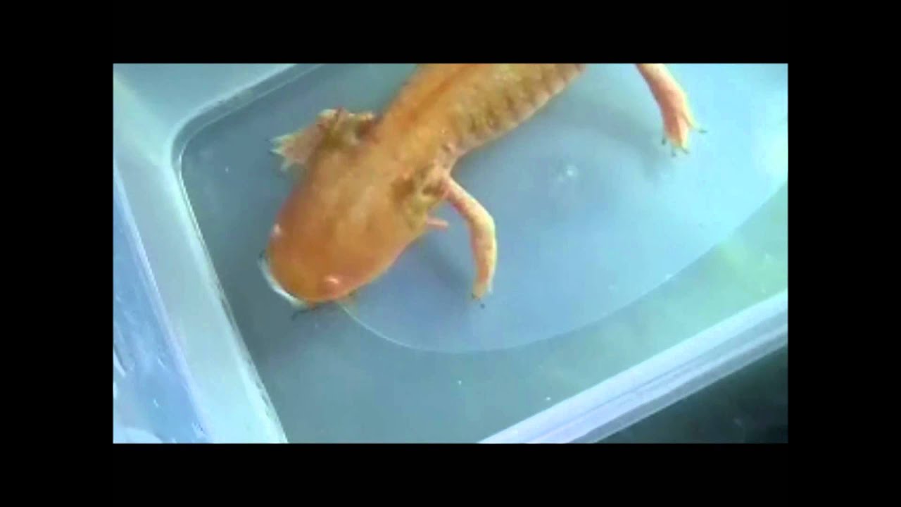 Axolotls catching live fish - YouTube