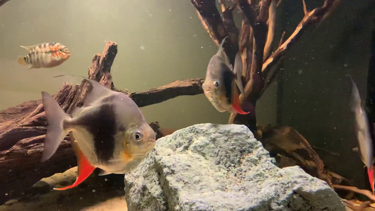 Myleus Blackberry, Lamax III seltene Scheibensalmler, rare Silver ...