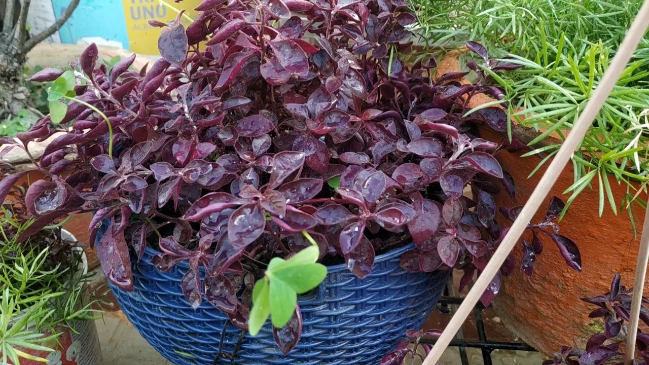 Beautiful Permanent Colourful Plant Lalsa/Loropetalum - YouTube