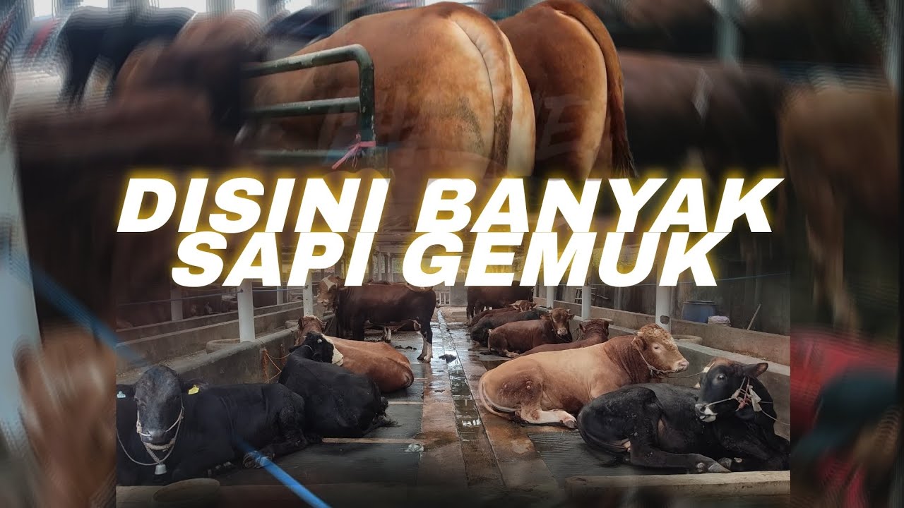 SPILL BERBAGAI JENIS SAPI 500KG UP || gemuk gemuk full daging - YouTube