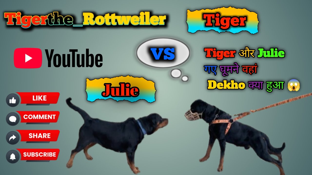 🐯 Tiger VS Julie | Tiger Aur Julie Gaye Ghumne 😍 | Phir Kya Hua Dekho ...